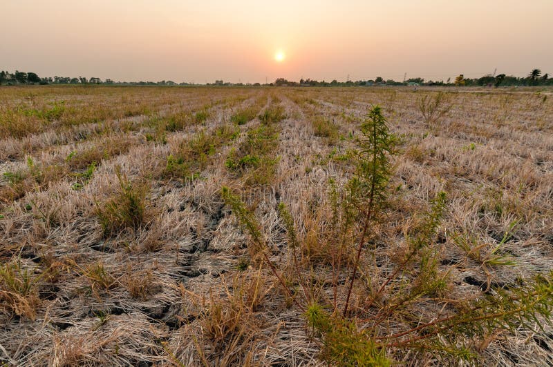 Rice Field after Harvest in Evening Stock Photo - Image of farm ...