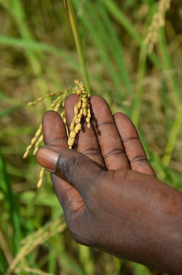 Gambiaan Stock Photos - Free & Royalty-Free Stock Photos from Dreamstime