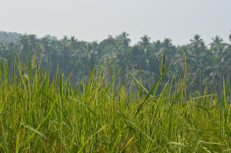 Rice in the Field before Harvest Stock Photo - Image of prairie, crop ...