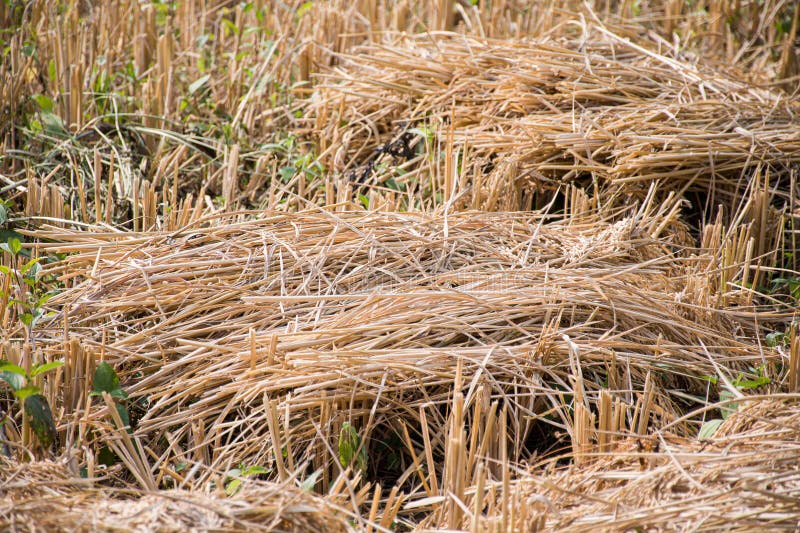 Rice Paddy Stalk, Cut on the Field Stock Image - Image of bird, food ...