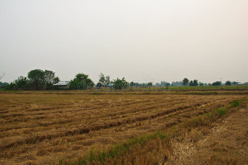 Rice field after harvest stock photo. Image of rural - 45193336