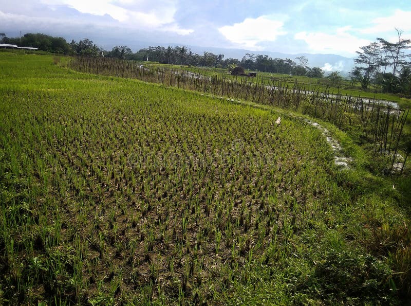 View of Rice Fields after Harvest Stock Photo - Image of pasture ...