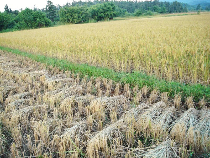 Rice field stock image. Image of rice, thai, field, nature - 43058617