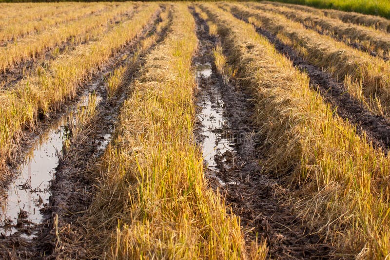 Post Harvest Dry Rice Paddies Field Stock Photos - Free & Royalty-Free ...