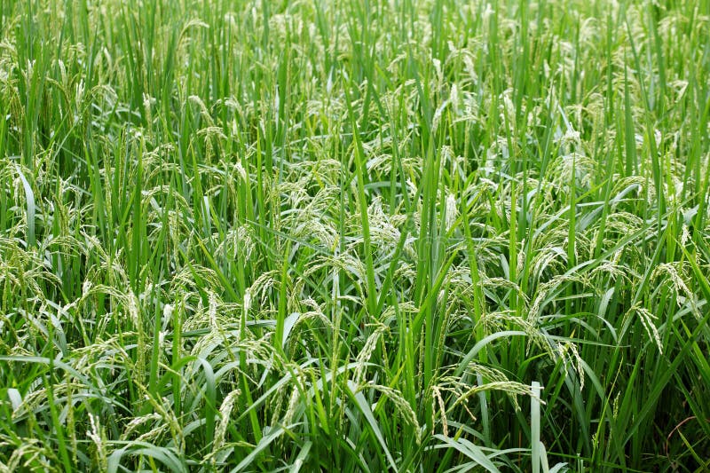 A Rice Field in the Heading Stage. Stock Photo - Image of soil, food ...