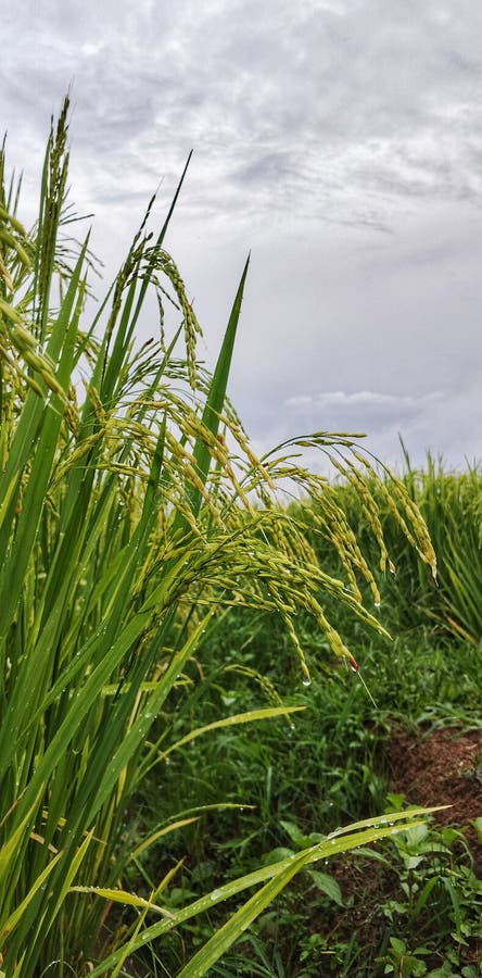 Rice Field after Heavy Rain Looks so Nice Stock Image - Image of heavy ...