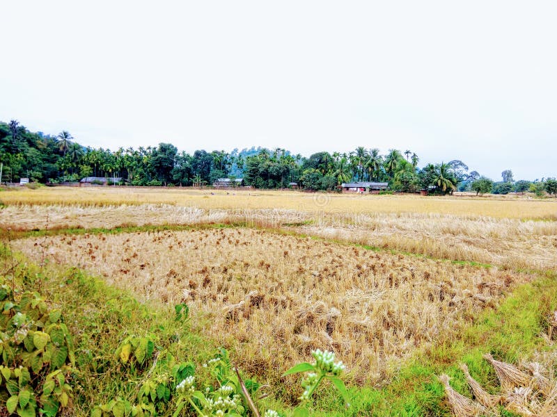 Rice field after hervest stock photo. Image of area - 133875962