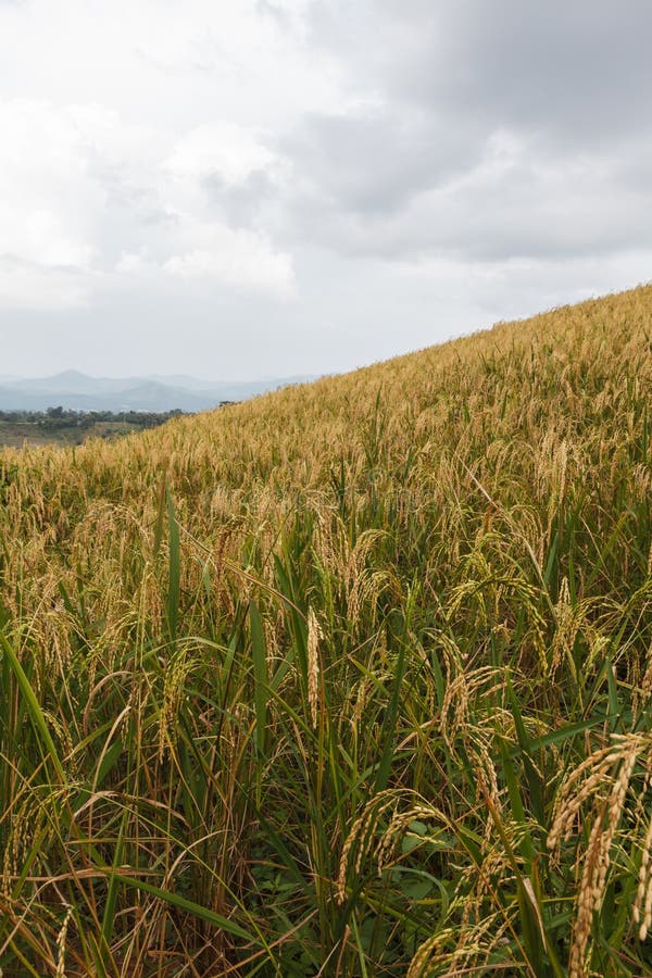Rice field on hill stock photo. Image of valley, plant - 27354832