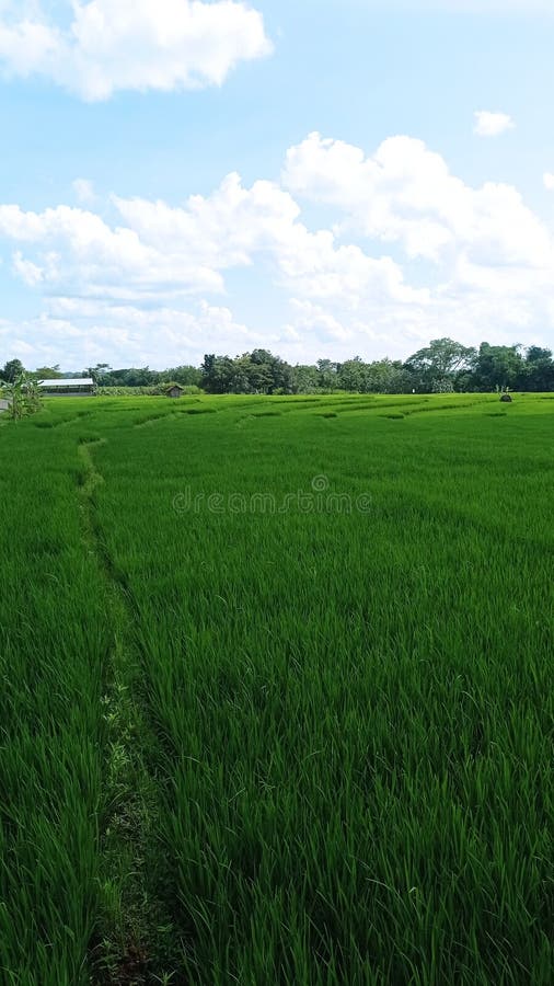 Rice Field in the Hill from Karangpandan Village Stock Image - Image of ...