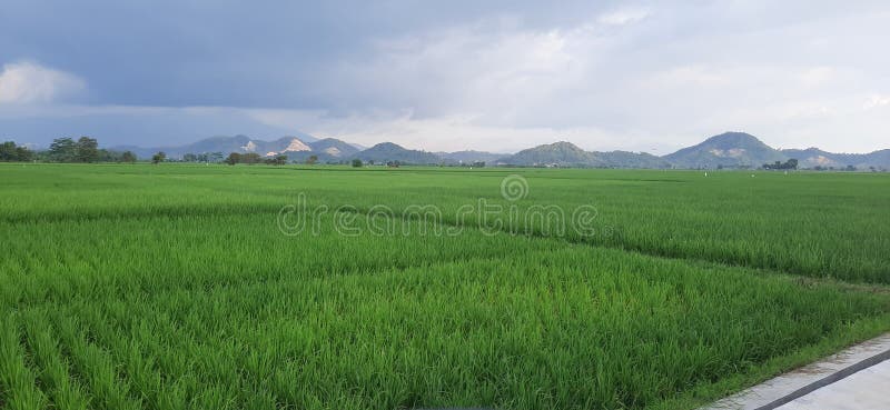 Rice Field on the Hill stock image. Image of rice, nature - 227816703