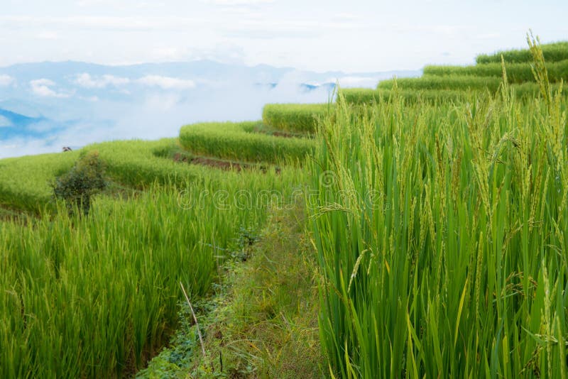 Rice field on hill stock photo. Image of grow, high - 211884496