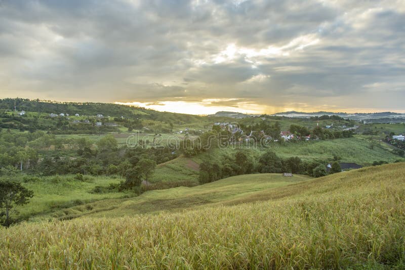 Rice field on hill stock image. Image of asia, rice - 118837649