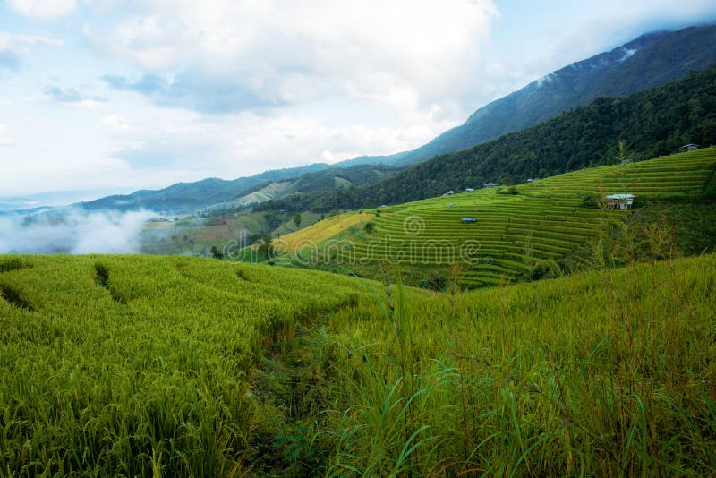Rice field on hill at sky stock image. Image of green - 164188535