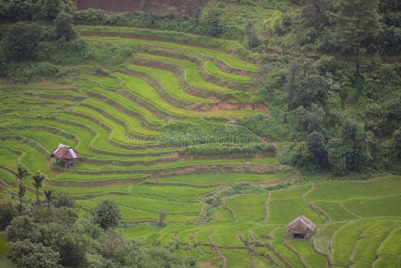 Rice Field on Hill at Tropicana Stock Photo - Image of hill, land ...