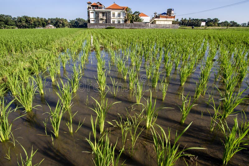 Rice field stock photo. Image of house, close, crop, bright - 32454154