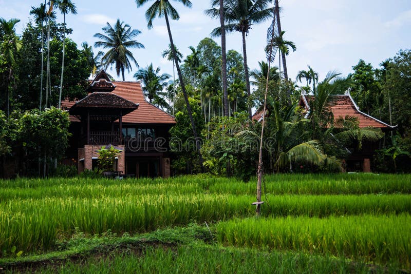 Rice field and house stock photo. Image of nature, terrace - 106586694