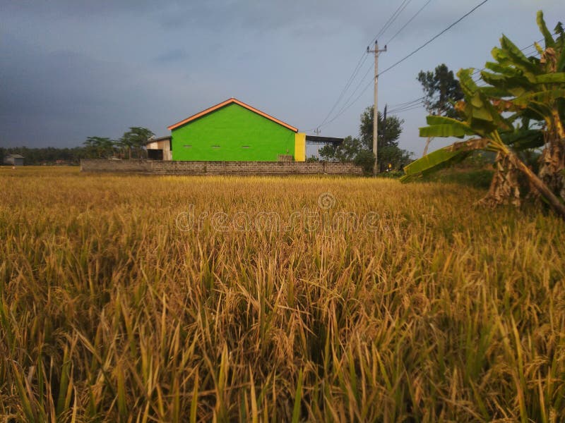 Rice Field beside the House Painted Green Stock Photo - Image of ...
