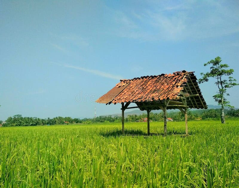 Rice field and hut shinny stock photo. Image of shiny - 287687136