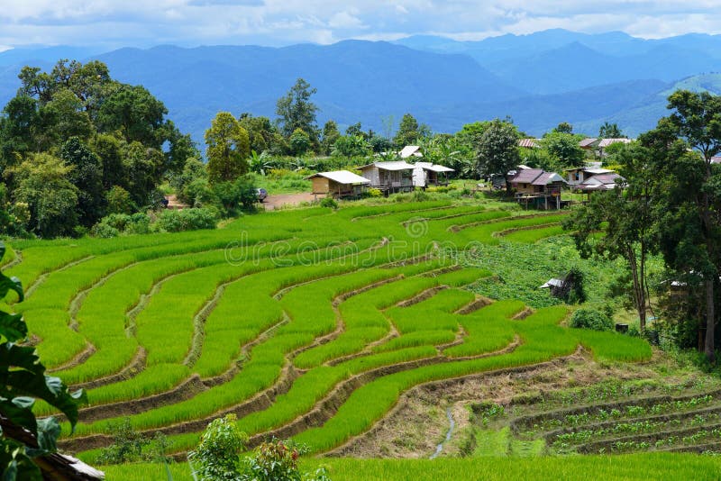 Rice Field with Huts on the Mountain. Stock Photo - Image of hill ...