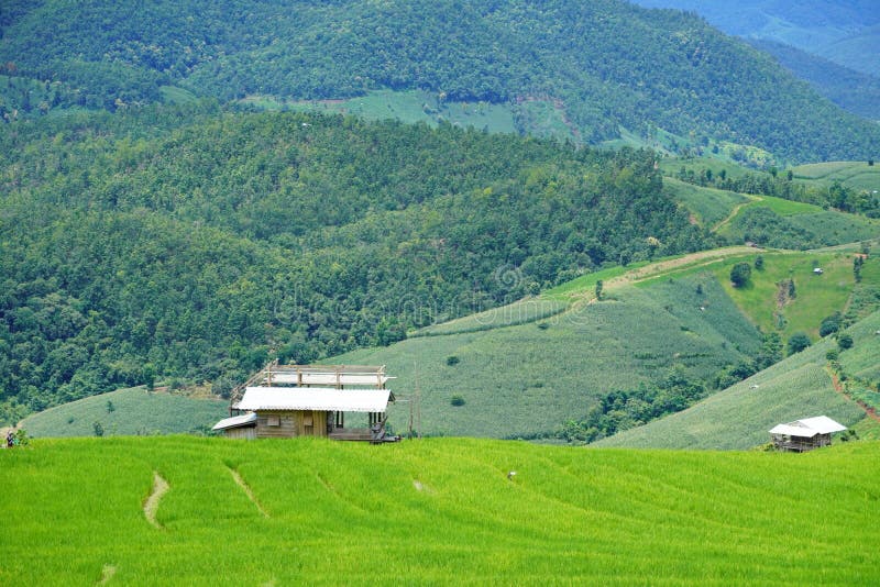 Rice Field with Huts on the Mountain. Stock Image - Image of fell ...