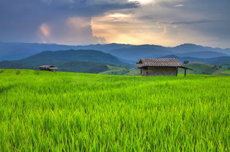 Rice Field and Huts on the Mountain Range and Sunset Stock Image ...