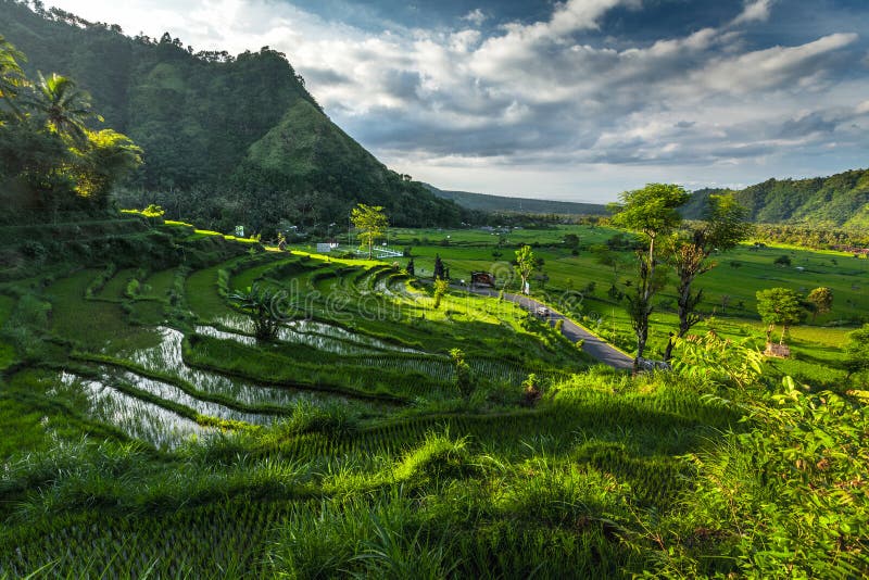 Rice field. Indonesia stock image. Image of hillside - 64354045