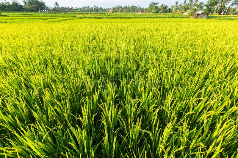 Rice Field in Indonesia. Green Grass in Sunlight. Landscape. Stock ...