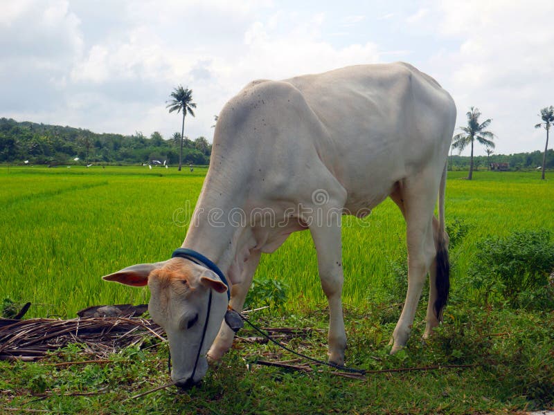 Rice Field in Indonesia with Palm Trees and Cow Stock Image - Image of ...