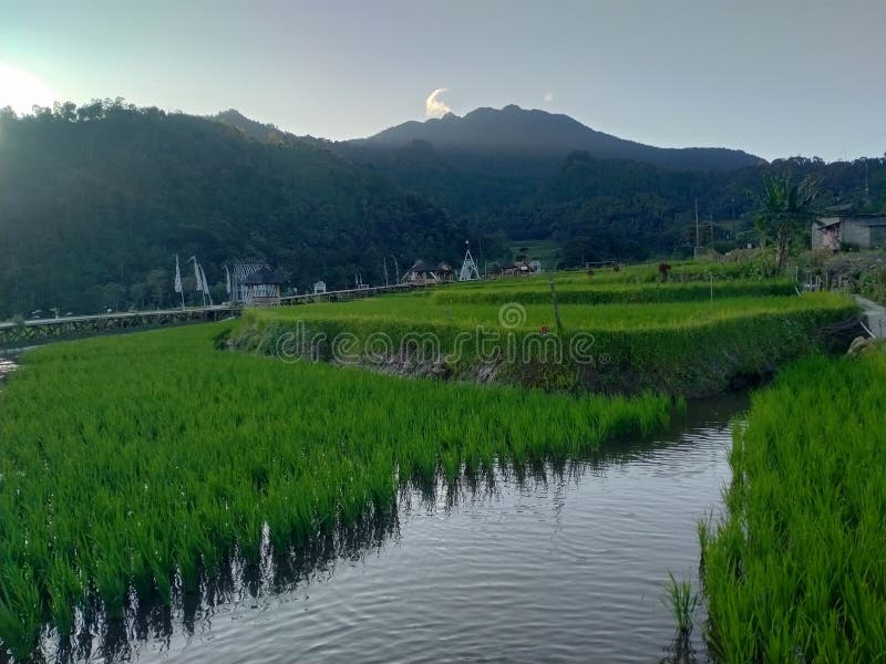 Rice Field Indonesia stock image. Image of indonesia - 285569917