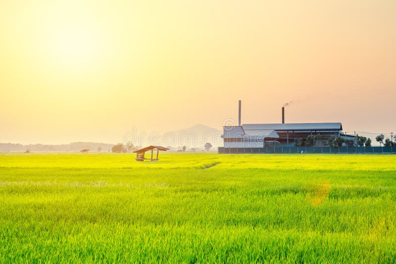 Rice Field with Industry Factory. Stock Image - Image of emissions ...