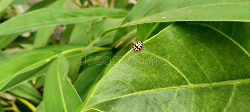 Rice field insects stock photo. Image of branch, animal - 251783734