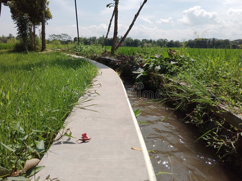 Rice Field Irrigation Water Flow in the Middle of a Green Expanse of ...