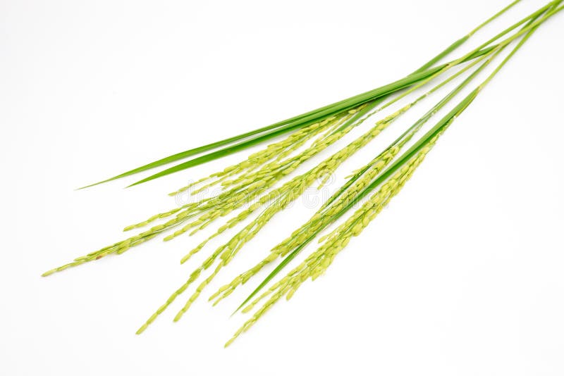 120+ Background field rice white Free Stock Photos - StockFreeImages