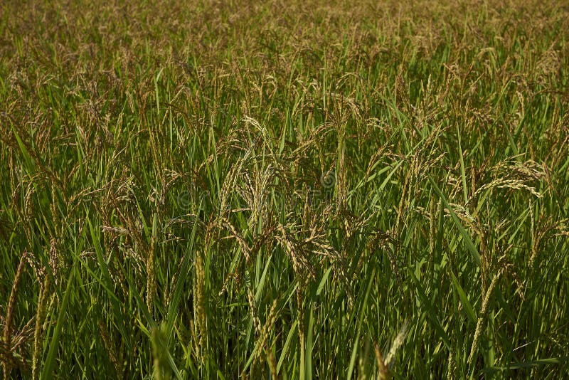 Rice field in Italy stock photo. Image of grass, italy - 139398740