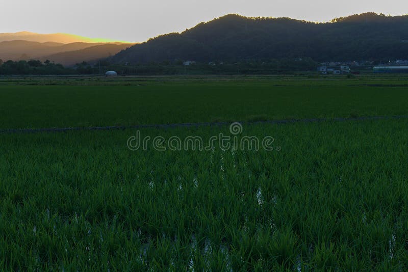 Rice Field in Japan at Sunset Stock Image - Image of field, background ...