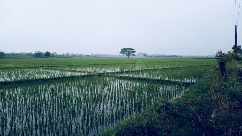 Java Islandsin Stock Photos - Free & Royalty-Free Stock Photos from ...