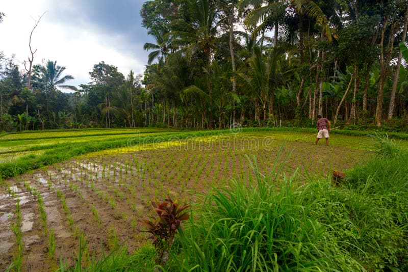 Rice field in the jungle editorial stock photo. Image of harvest - 58530168
