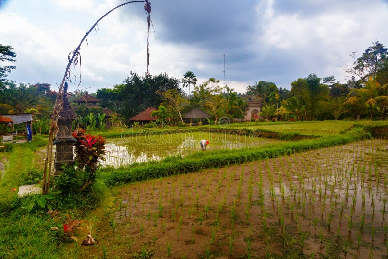 Rice field in the jungle stock photo. Image of jungle - 58530712