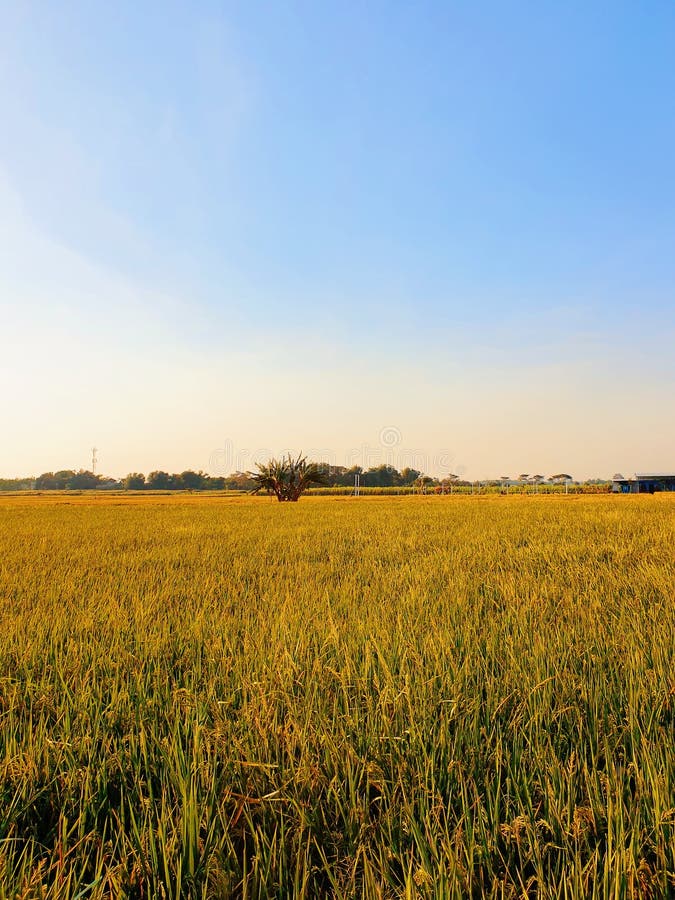 Rice Field in Kediri East Java Stock Photo - Image of java, east: 200657490