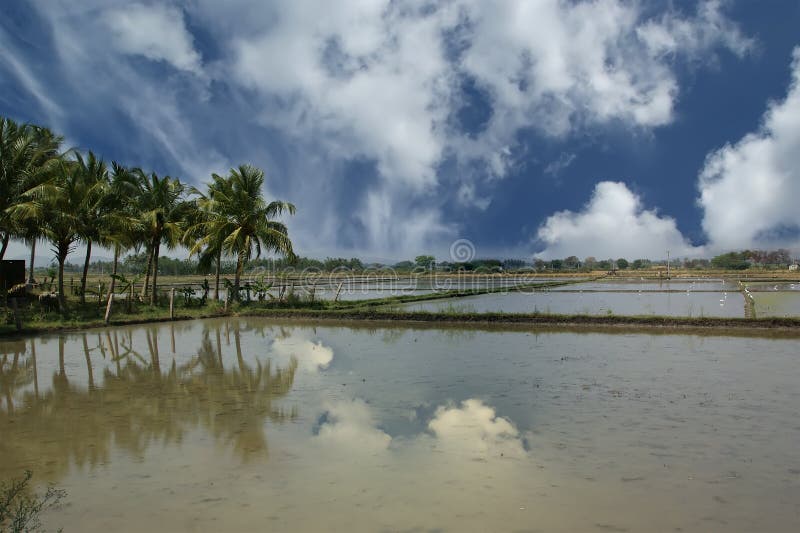 Rice Field. Kerala, South India Stock Image - Image of harvesting ...