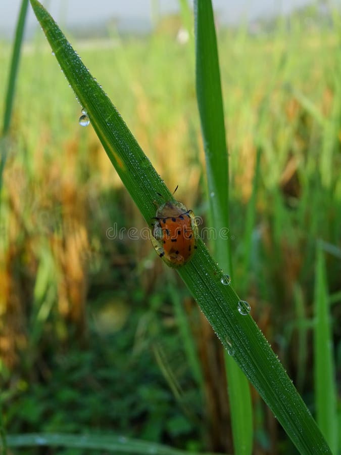 Rice Field Ladybug Perched on the Leaf Stock Photo - Image of prairie ...