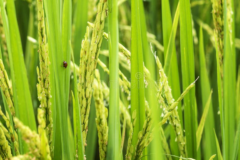 Rice field and Ladybug stock image. Image of farm, natural - 45542017