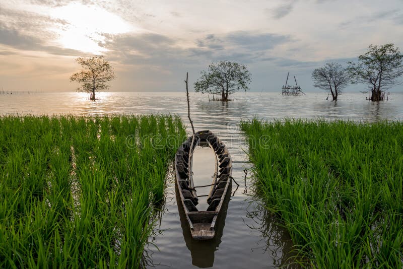 Rice Field by the Lake Shore and Boat. Stock Image - Image of water ...