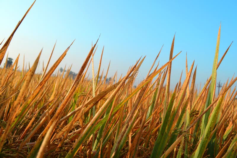 Rice field stock photo. Image of stright, forest, tamilnadu - 40321164