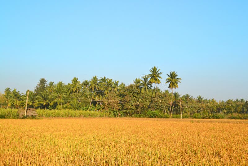 Rice field stock image. Image of forest, india, stick - 41060505