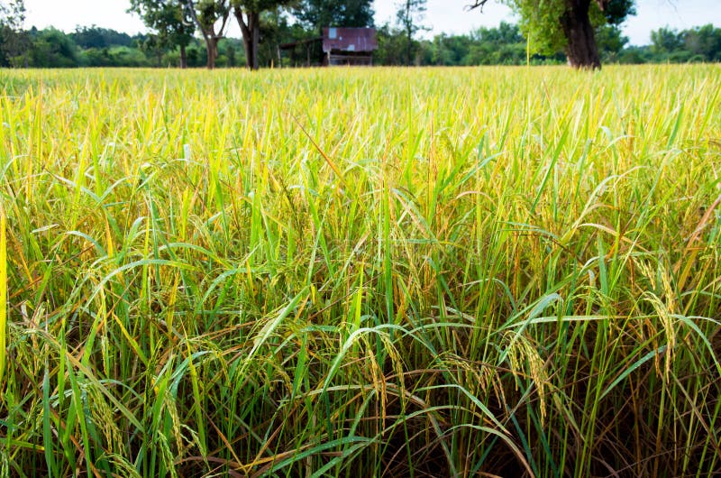 Rice field ridge stock image. Image of field, green, agriculture - 45211727