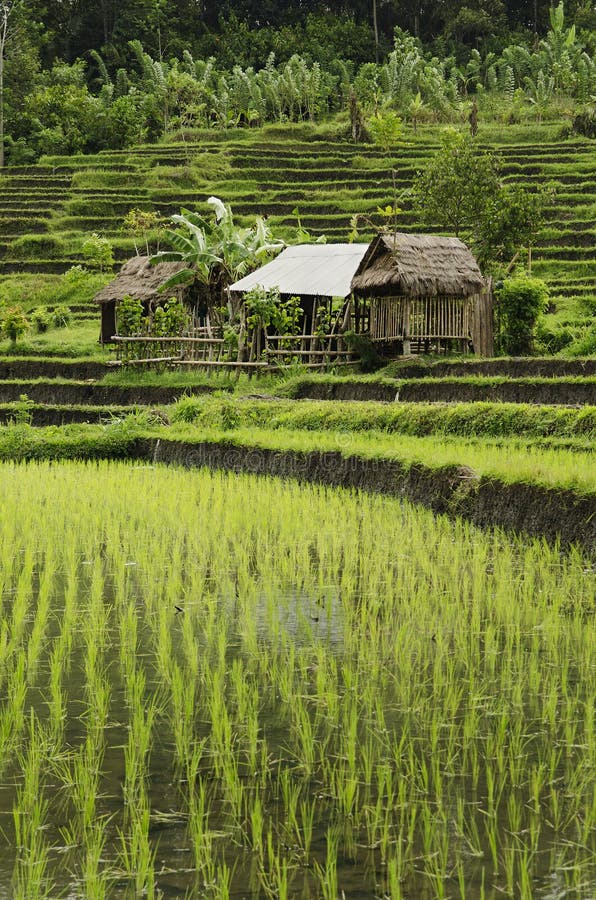 Rice Field Landscape in Bali Indonesia Stock Photo - Image of landscape ...
