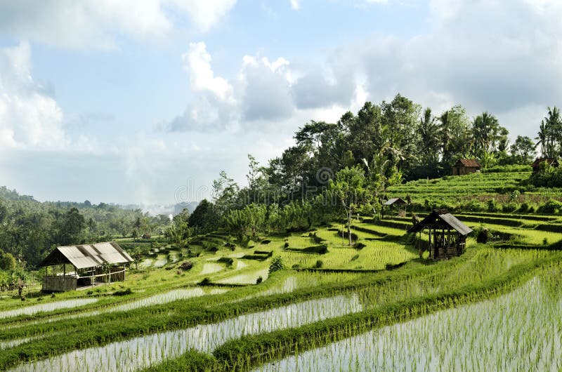 Rice Field Landscape in Bali Indonesia Stock Image - Image of landscape ...