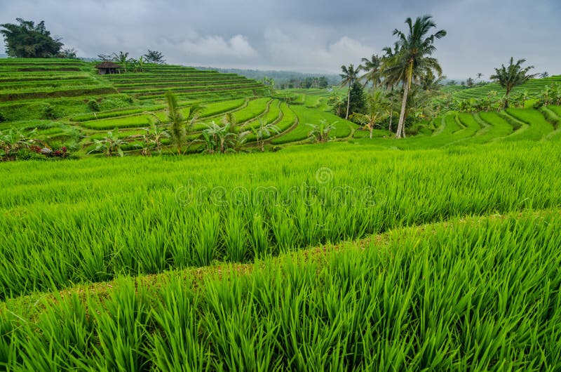 Rice field landscape bali stock image. Image of culture - 89462653