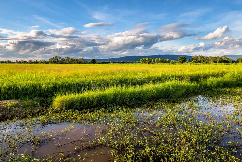 Rice Field Landscape stock image. Image of countryside - 96341577